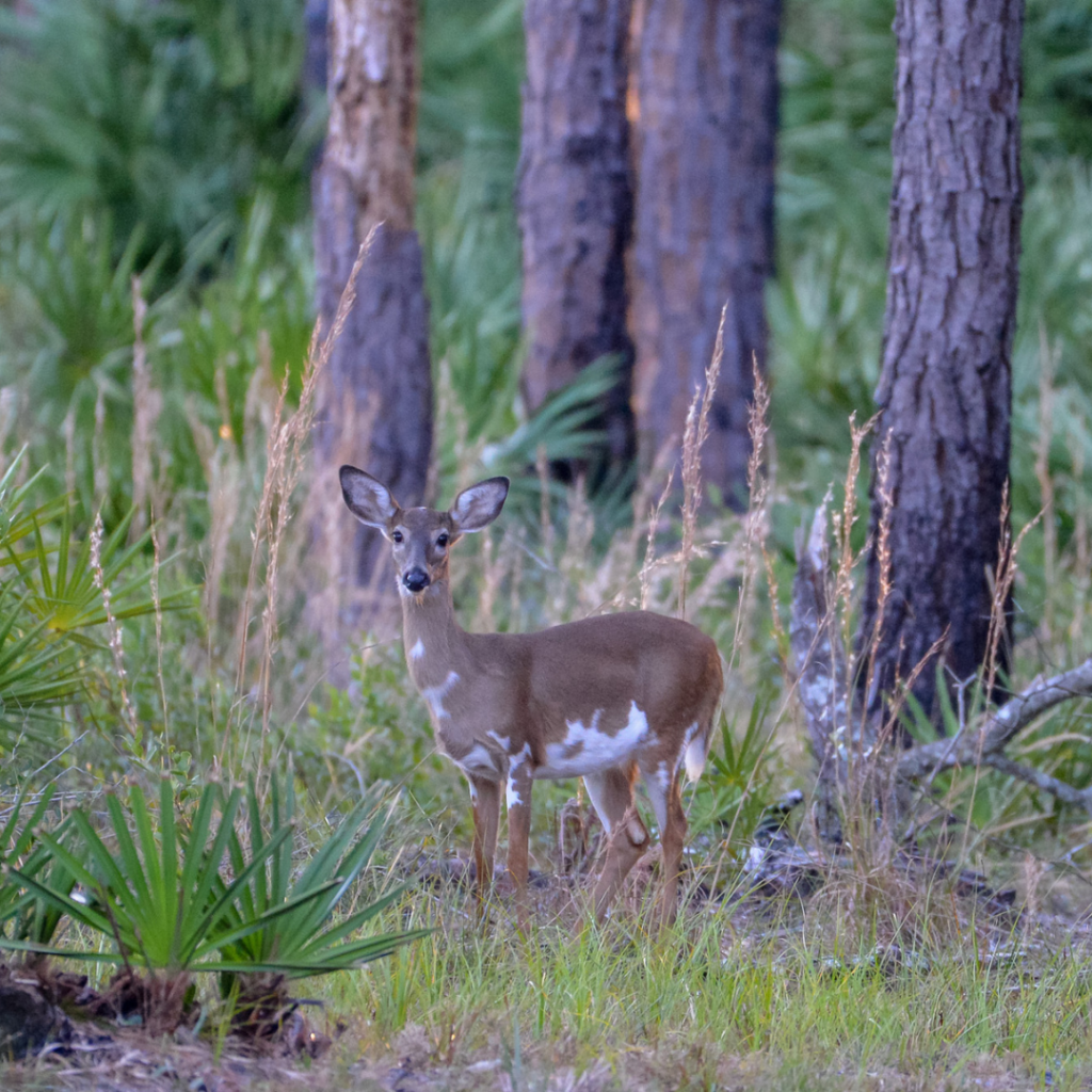 Split Oak Forest: A Jewel of Natural Heritage - Friends of Split Oak Forest