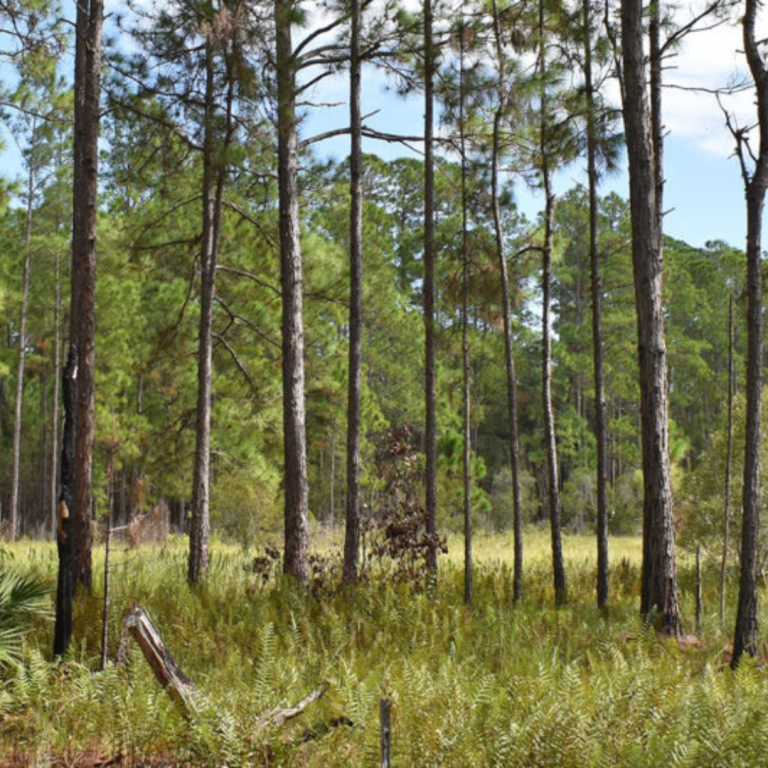 Split Oak Forest: A Jewel of Natural Heritage - Friends of Split Oak Forest