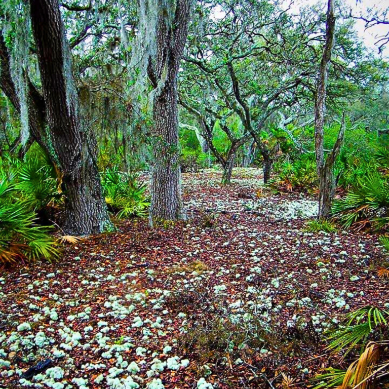 Home - Friends of Split Oak Forest