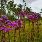 Home - Friends of Split Oak Forest